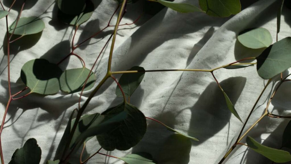 What is Tencel? | Sealy Australia